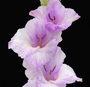 August Birth Flower - Birth Flowers By Month